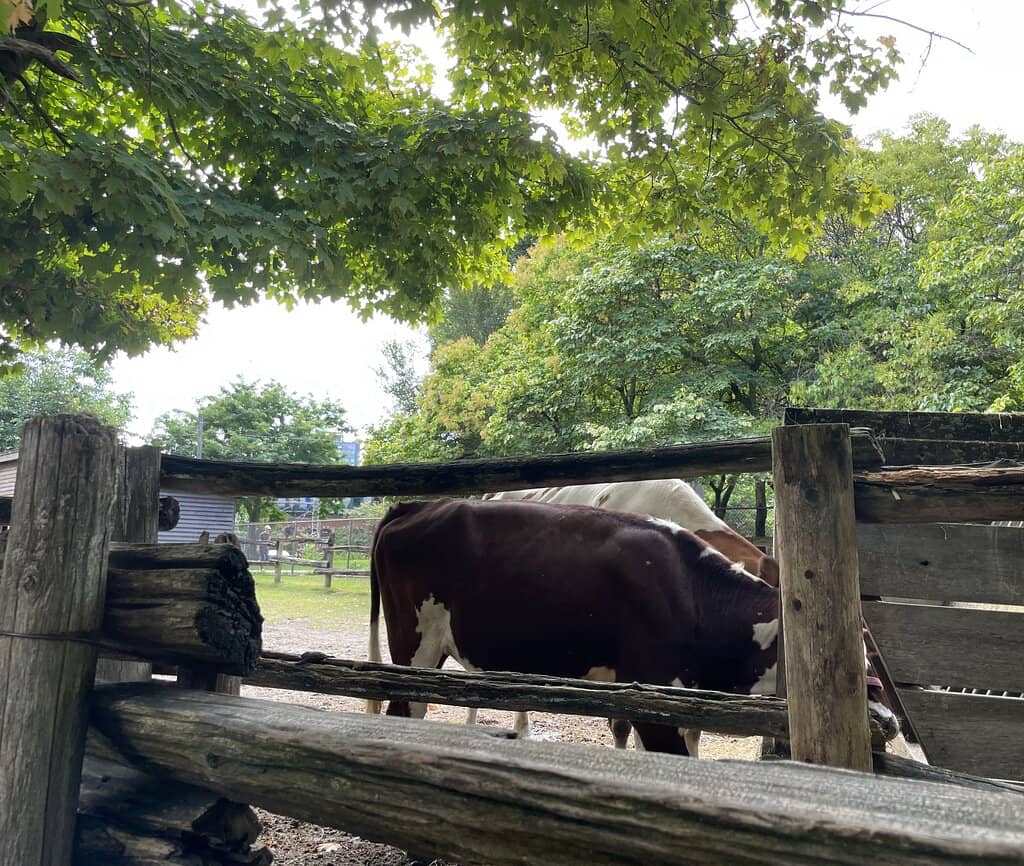 Riverdale Farm Toronto (2026) – Best of TikTok, Instagram & Reddit ...